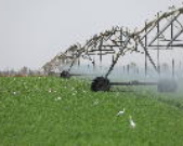 Dina Farms - Qalaa Holdings