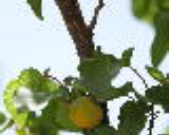 Dina Farms - Qalaa Holdings