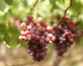 Dina Farms - Qalaa Holdings