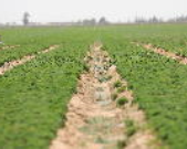 Dina Farms - Qalaa Holdings