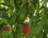 Dina Farms - Qalaa Holdings