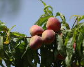 Dina Farms - Qalaa Holdings