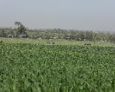 Dina Farms - Qalaa Holdings