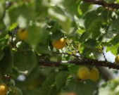 Dina Farms - Qalaa Holdings