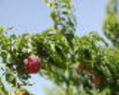 Dina Farms - Qalaa Holdings