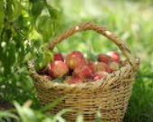 Dina Farms - Qalaa Holdings