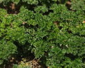 Dina Farms - Qalaa Holdings