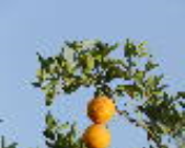 Dina Farms - Qalaa Holdings