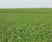 Dina Farms - Qalaa Holdings