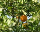 Dina Farms - Qalaa Holdings