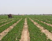 Dina Farms - Qalaa Holdings